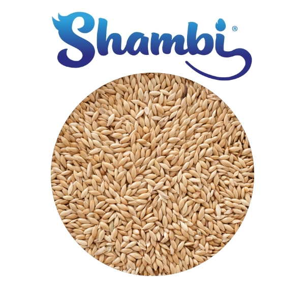 SHAMBI - Alpiste 1-5 kg - Agronatura tienda online para animales