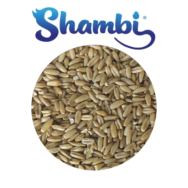SHAMBI - Avena repelada 1 kg - Agronatura tienda online para animales